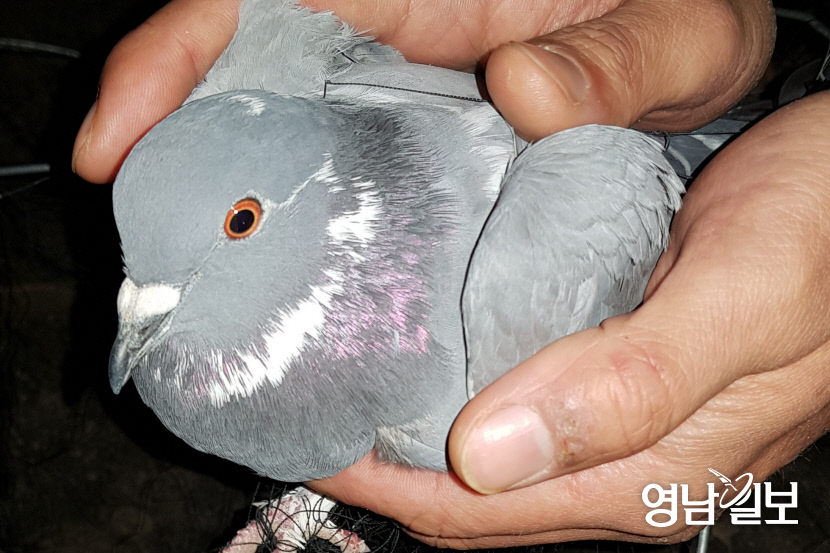 영남일보 - 사람과 지역의 가치를 생각합니다.